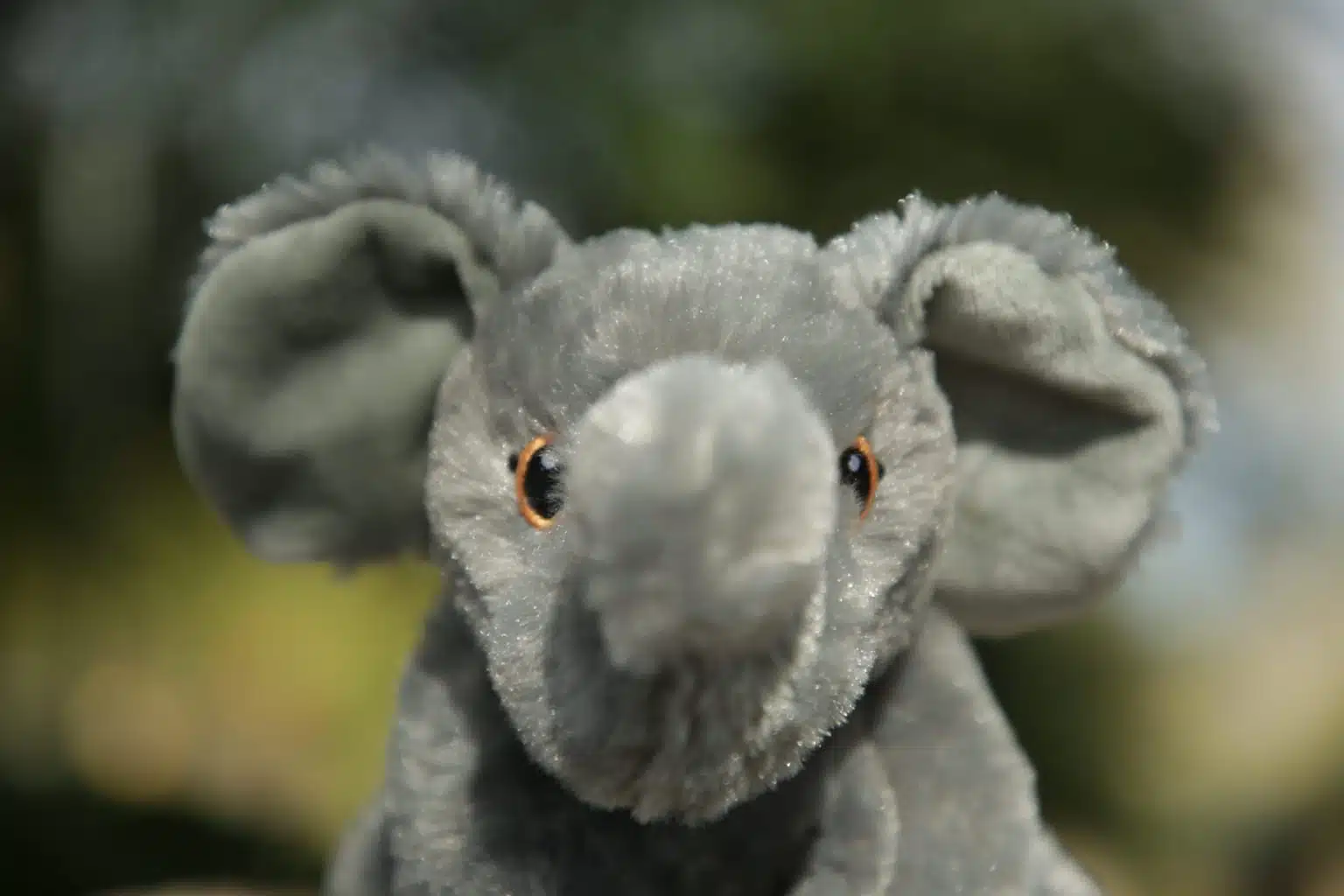 Virtual Zoo Adventure Program – Reid Park Zoo