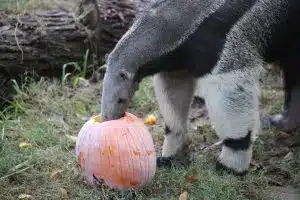 Giant Anteater – Reid Park Zoo