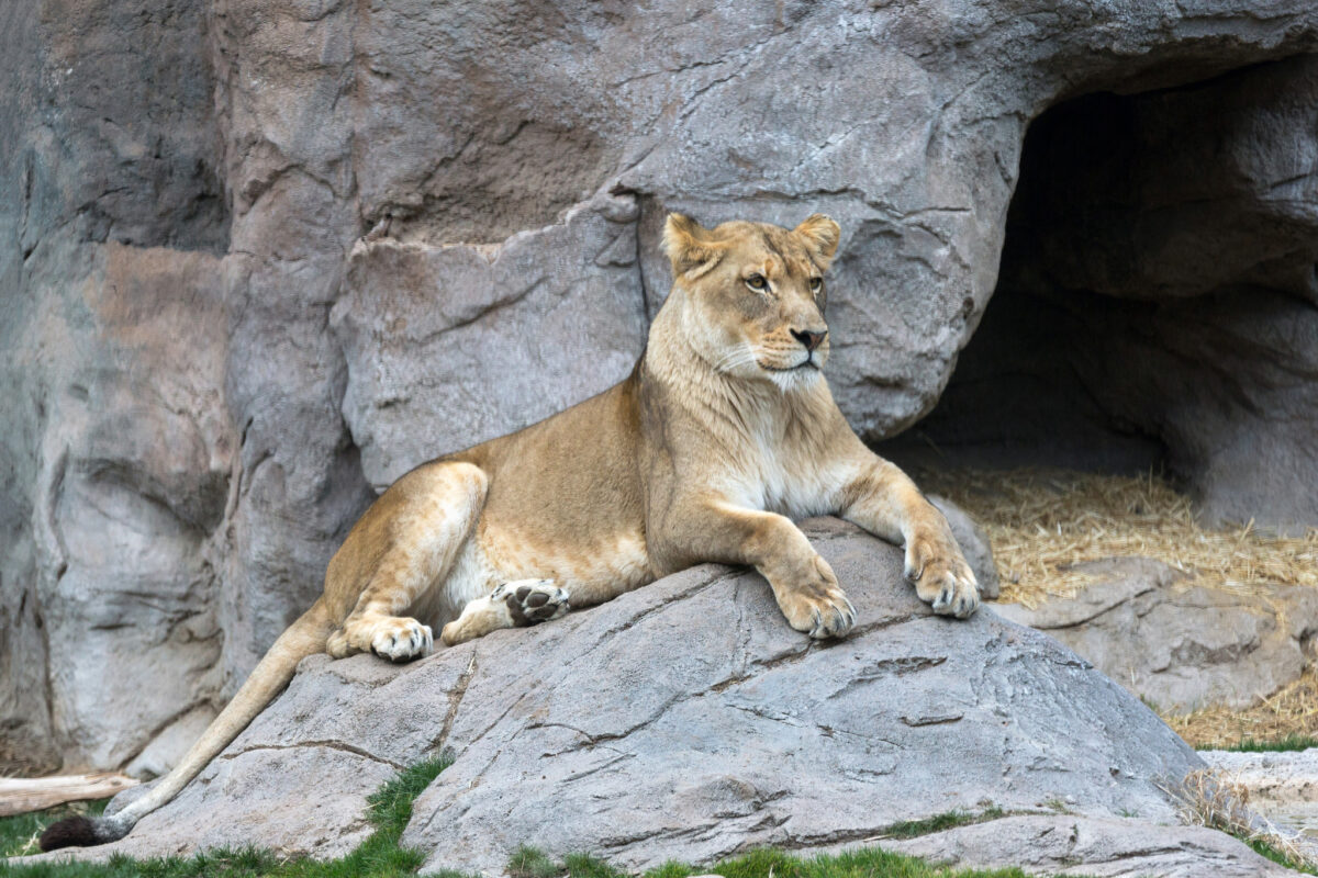 Animals – Reid Park Zoo