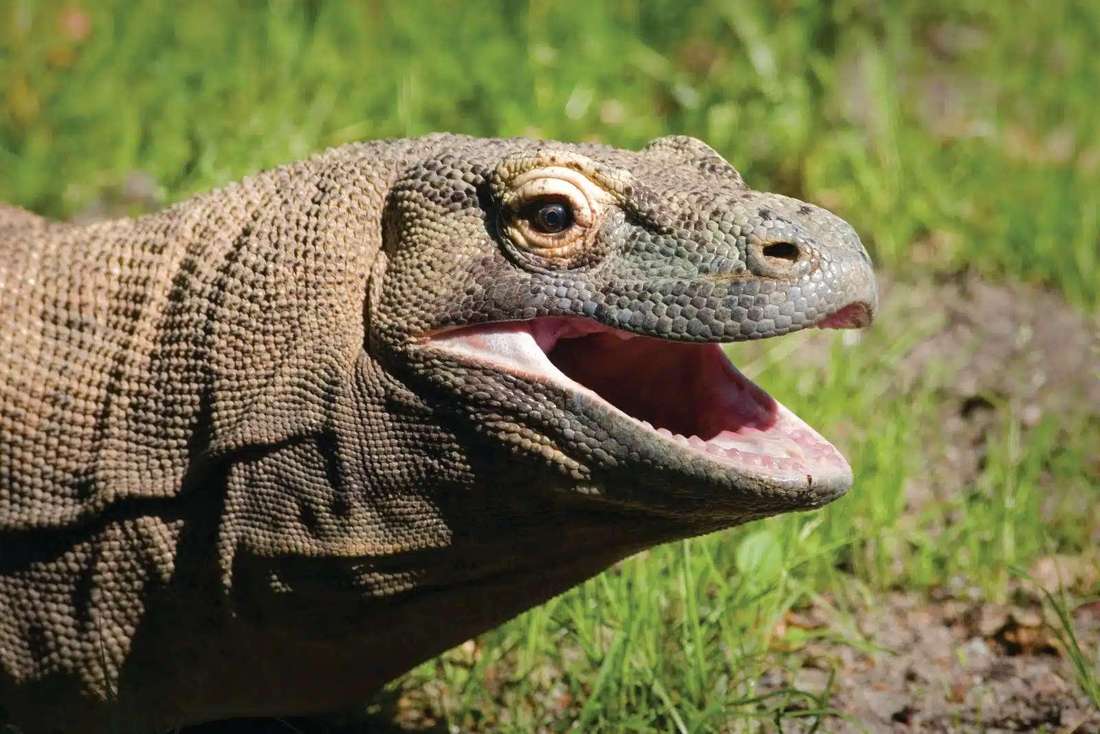 Conservation Partners and Programs – Reid Park Zoo