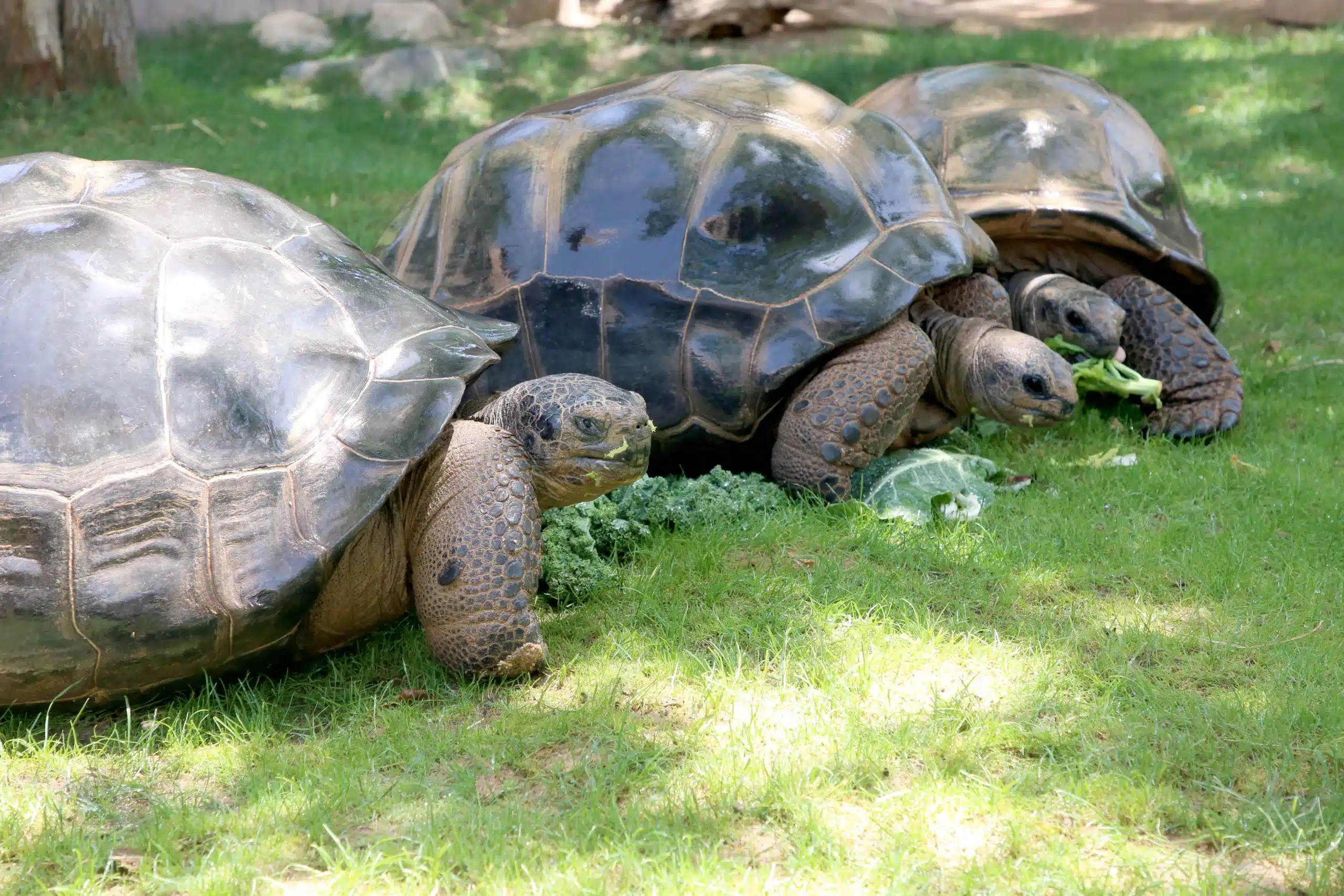 Giant Tortoise Behind-the-Scenes Experience – Reid Park Zoo