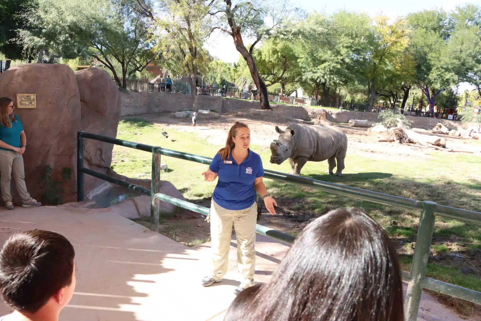 Grevy’s Zebra – Reid Park Zoo